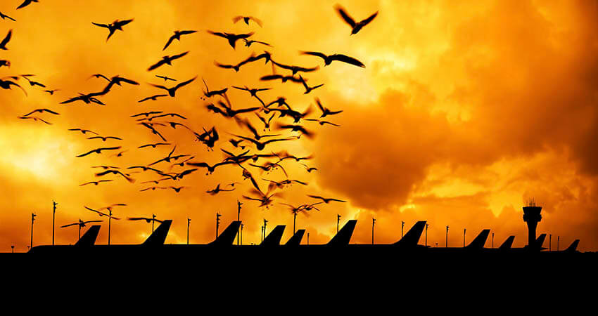 The Robird: Coming to an Airspace Near You | CTS Blog